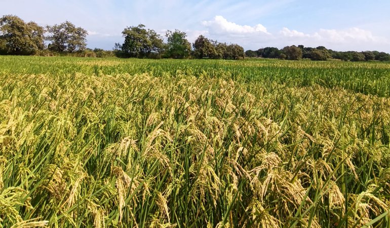 Mostrar a los agricultores de la finca La Miel las bondades del ...